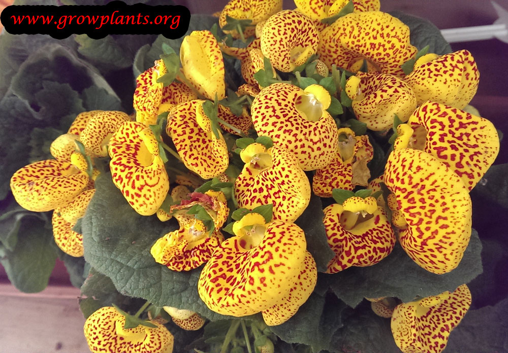 Calceolaria Herbeohybrida - How to grow & care