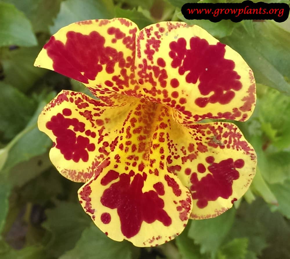 Calceolaria Herbeohybrida - How to grow & care