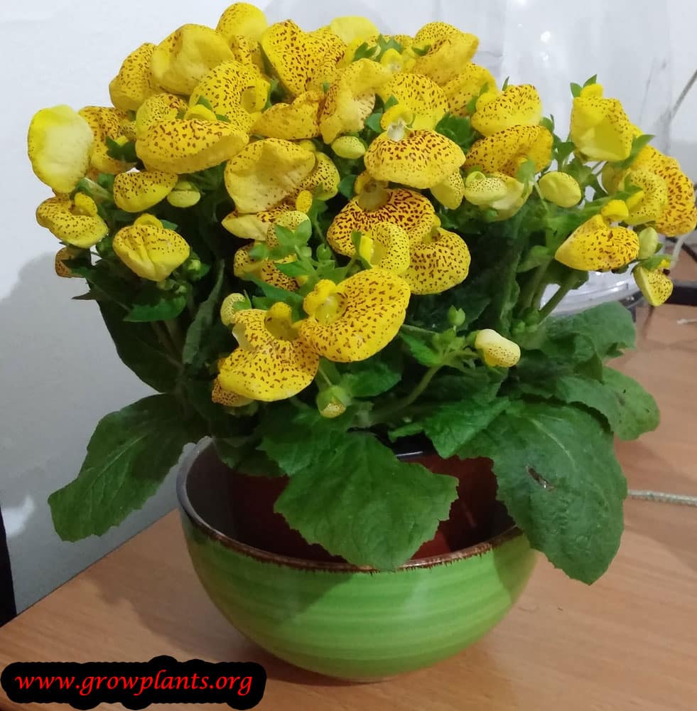Calceolaria Herbeohybrida - How to grow & care