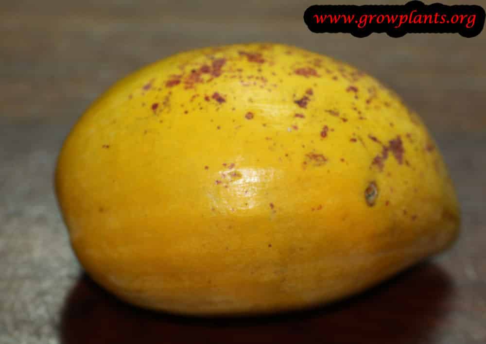 Canistel - How to grow & care