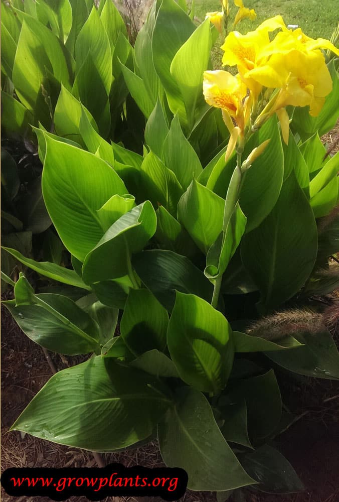 Canna indica - How to grow & care