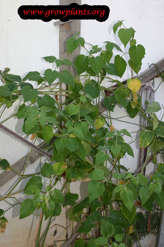 Cape gooseberry - How to grow & care