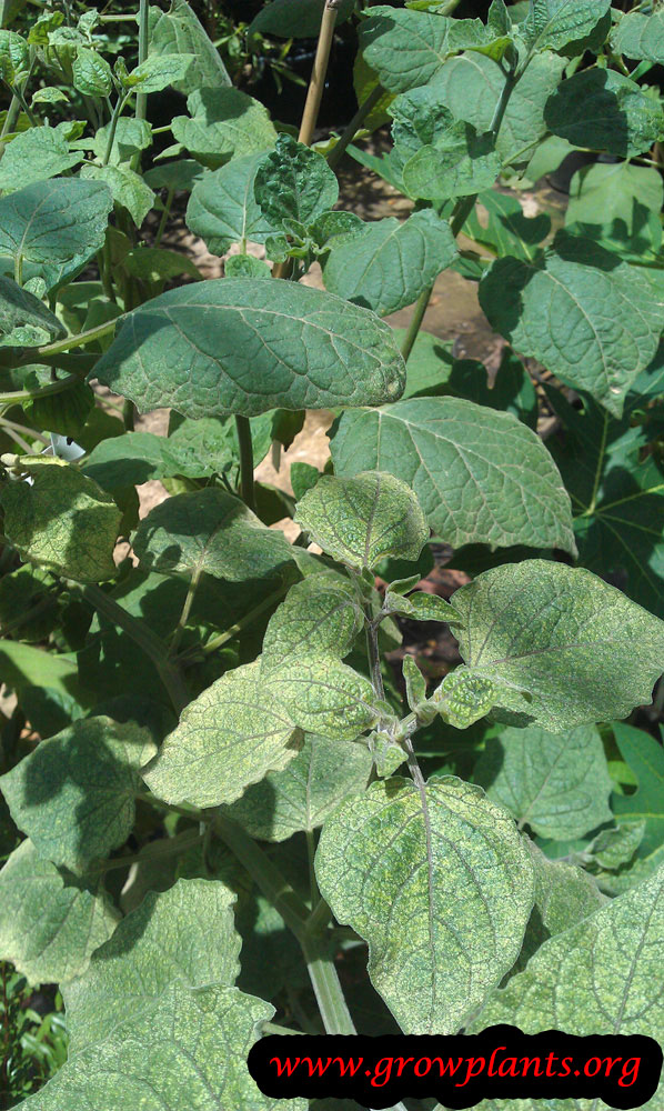 Cape gooseberry - How to grow & care