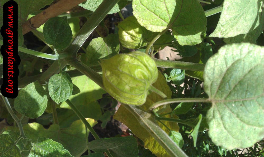 Cape gooseberry - How to grow & care