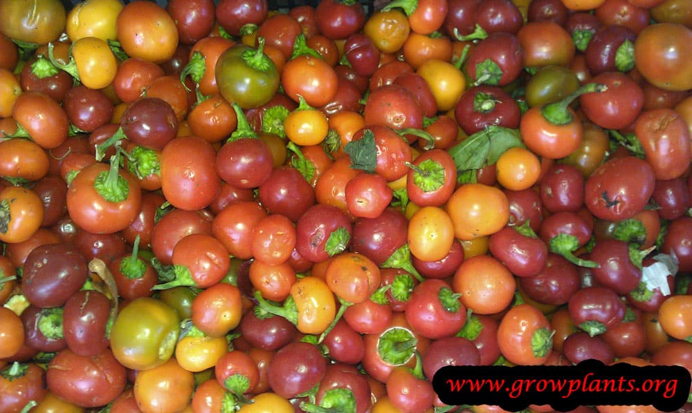 Capsicum annuum - How to grow & care