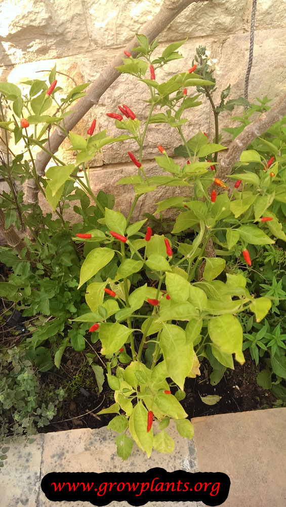 Capsicum annuum - How to grow & care
