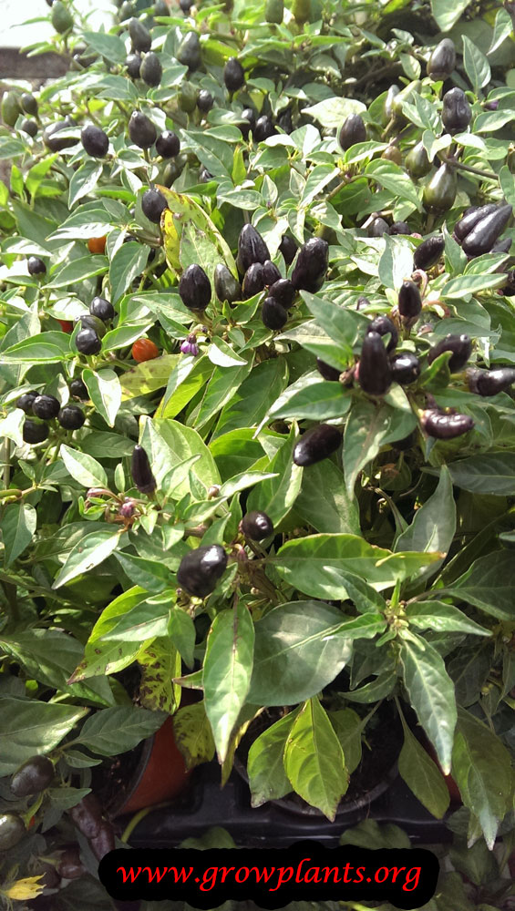 Capsicum frutescens - How to grow & care