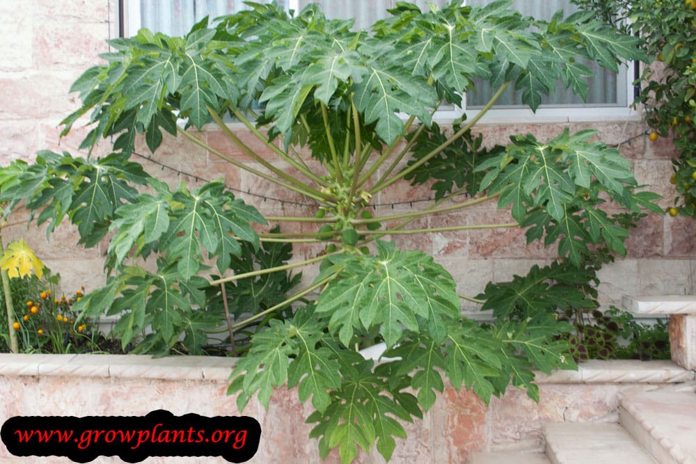 Papaya tree - How to grow & care