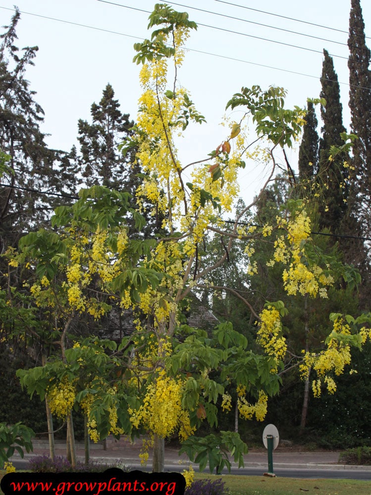 Cassia fistula - How to grow & care