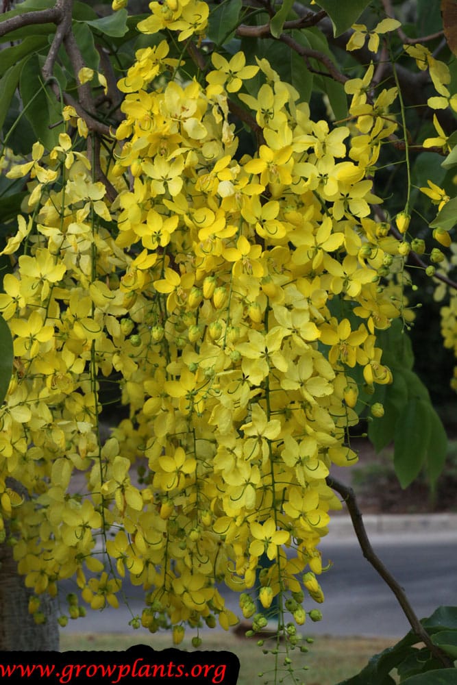 Cassia fistula - How to grow & care
