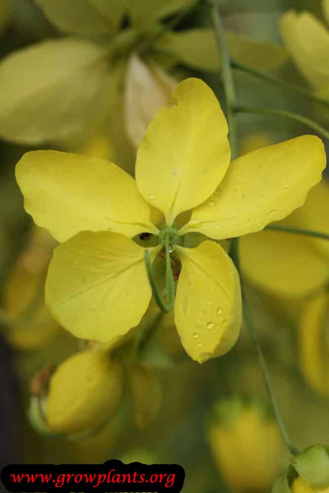 Cassia fistula - How to grow & care