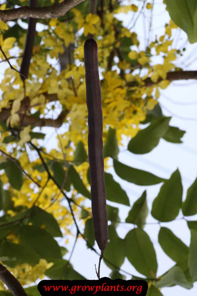 Cassia fistula - How to grow & care