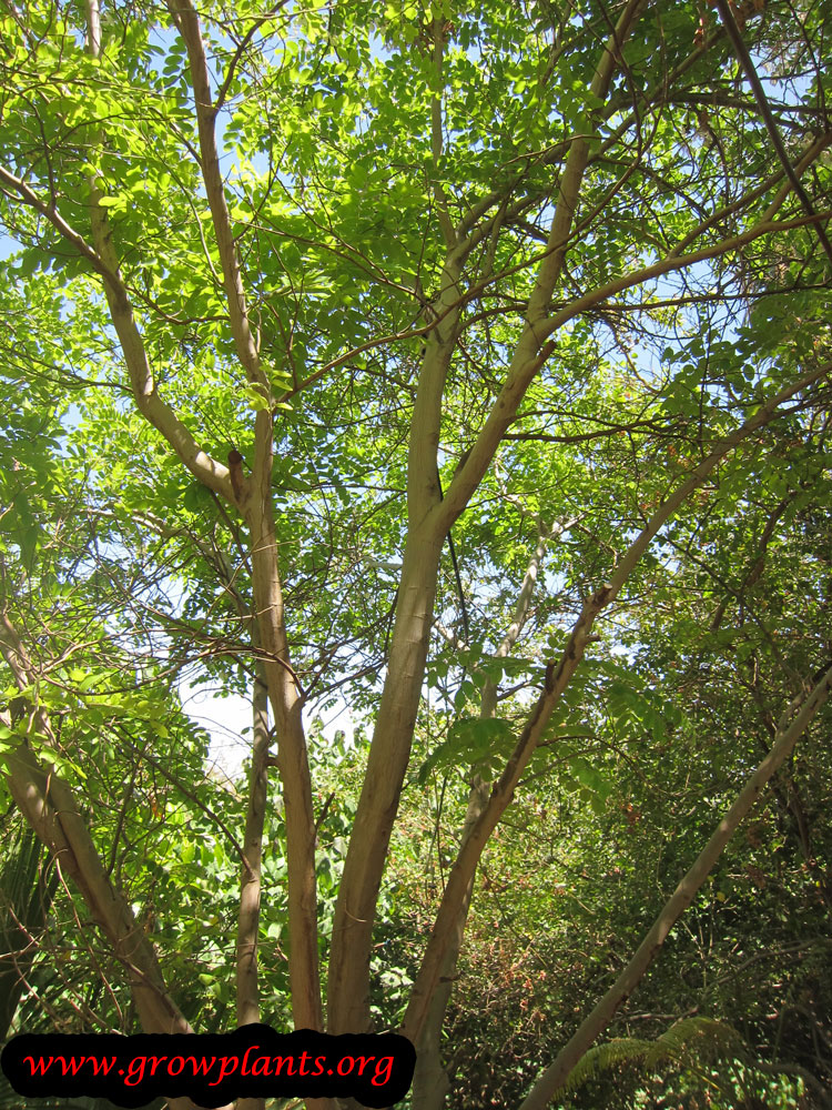 Cassia javanica - How to grow & care