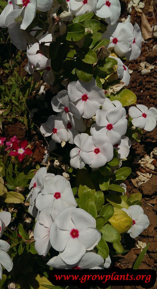 Catharanthus roseus - How to grow & care