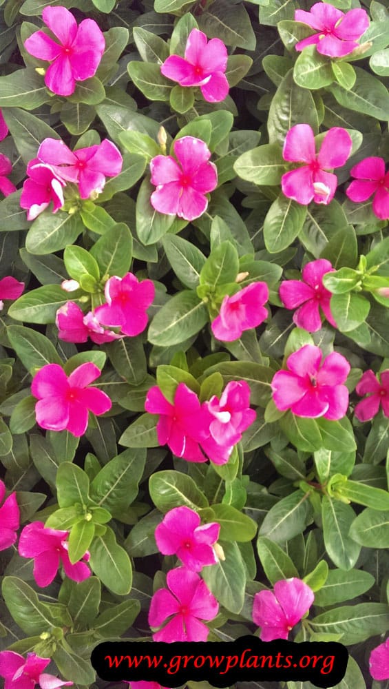 Catharanthus roseus - How to grow & care