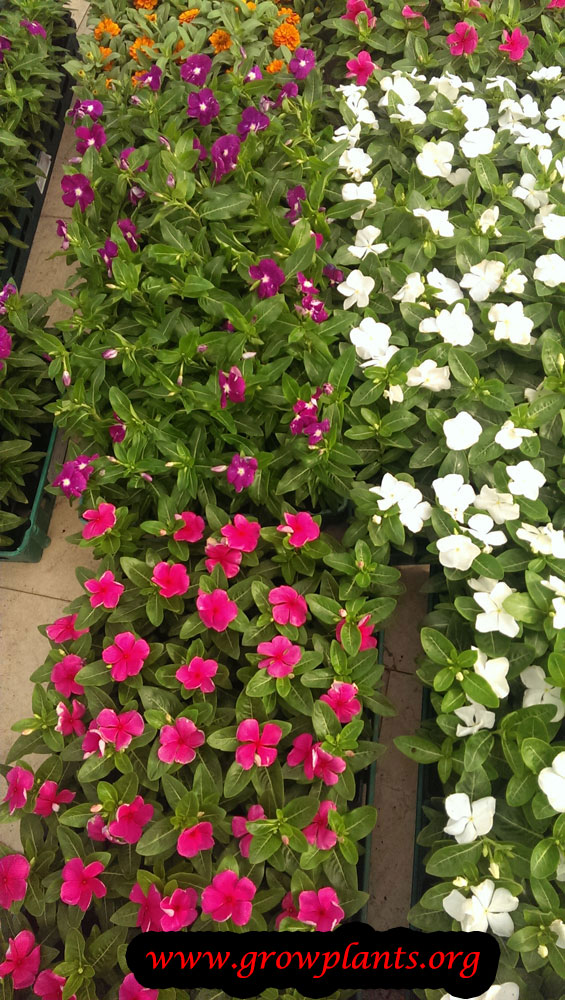 Catharanthus roseus - How to grow & care