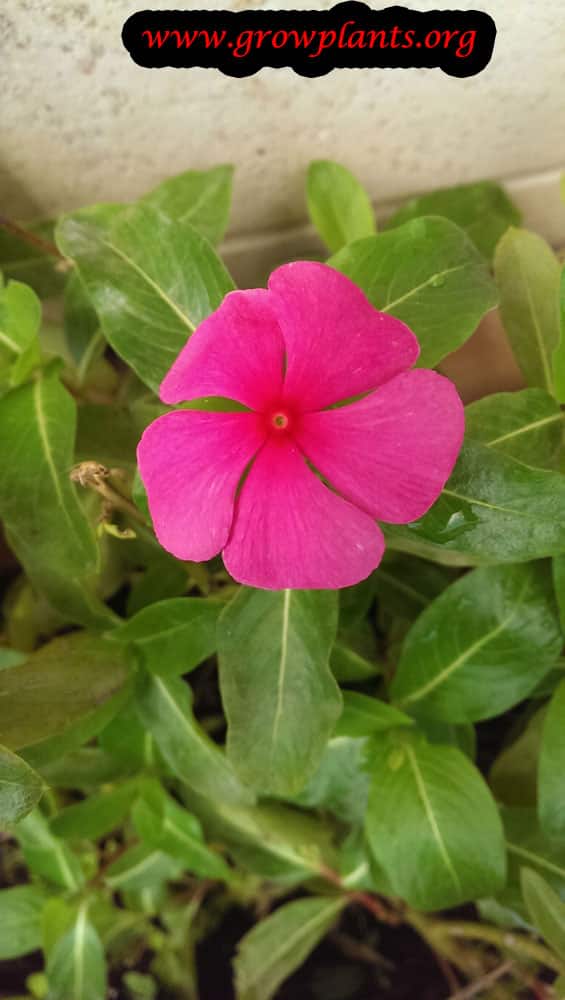 Catharanthus roseus - How to grow & care
