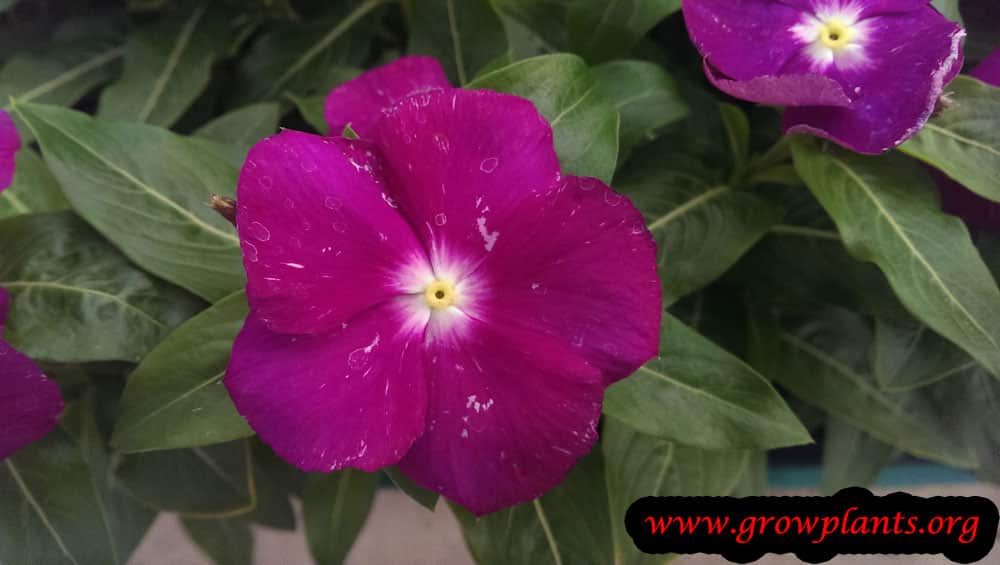 Catharanthus roseus - How to grow & care