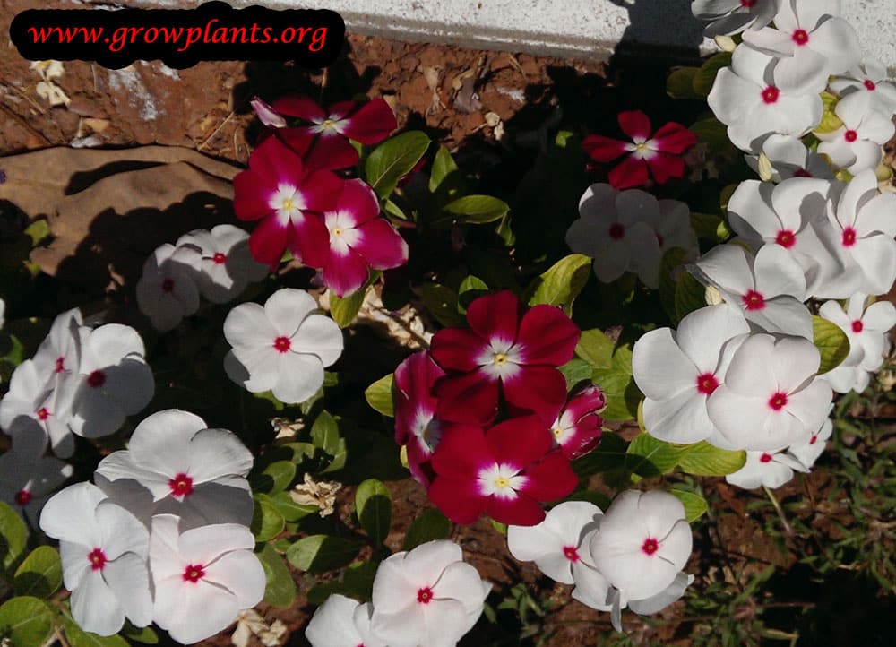 Catharanthus roseus - How to grow & care