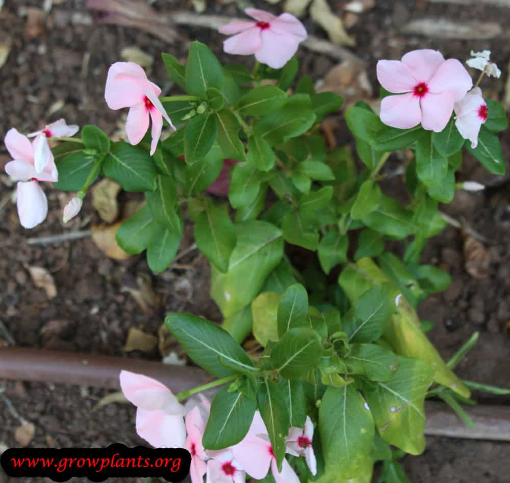 Catharanthus roseus - How to grow & care