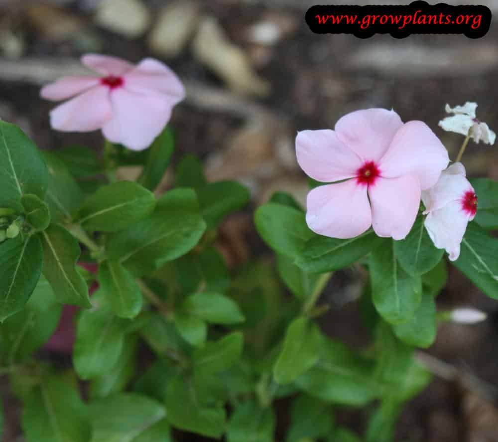 Catharanthus roseus - How to grow & care