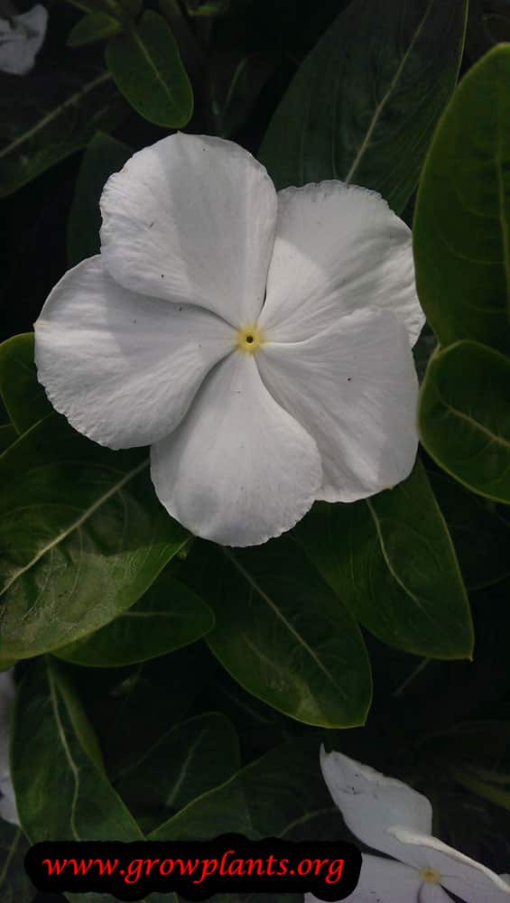 Catharanthus roseus - How to grow & care