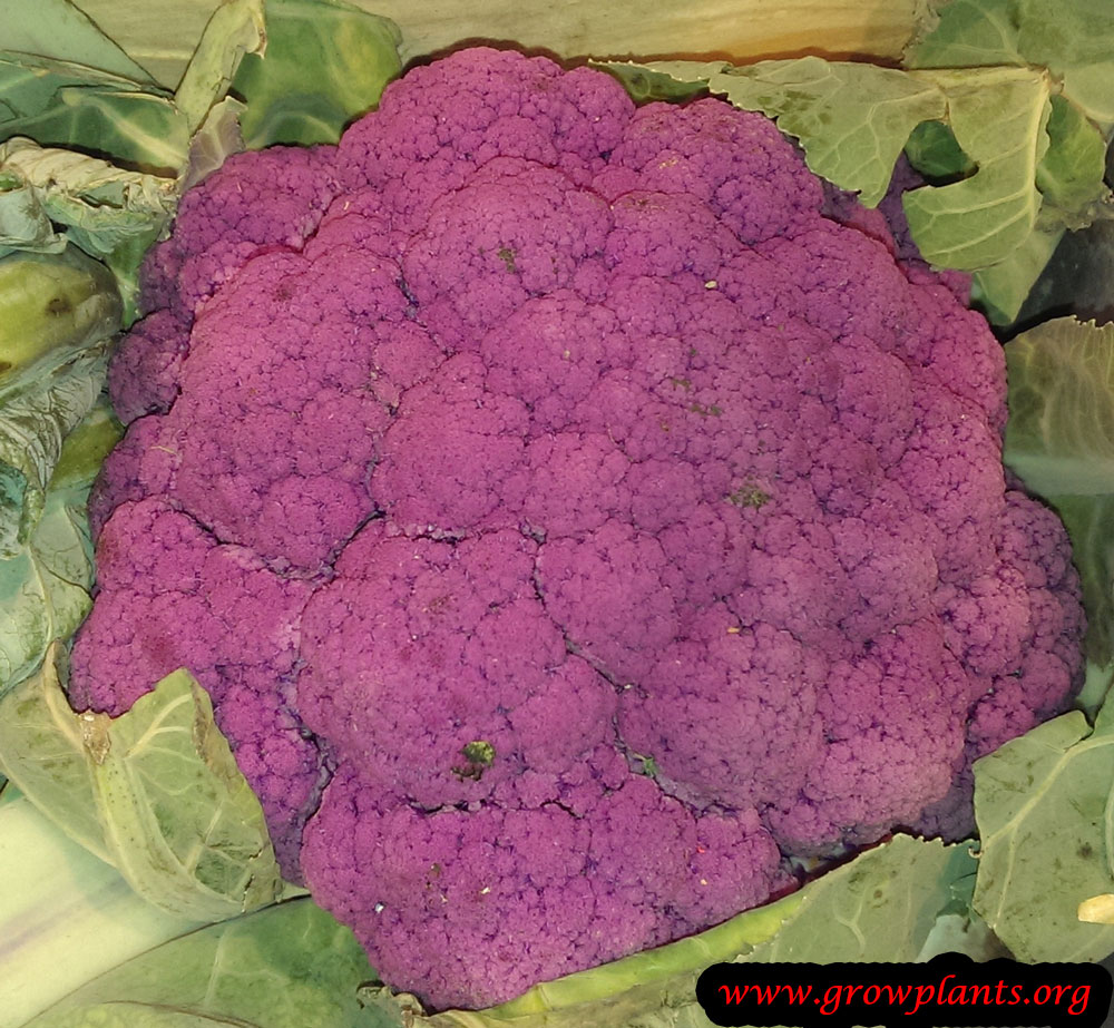 Cauliflower plant – How to grow & care