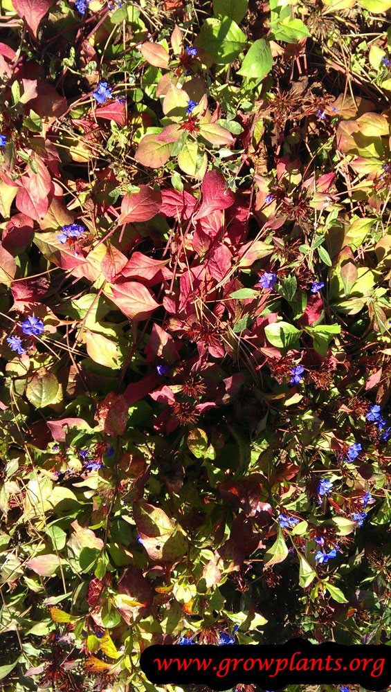 Ceratostigma plumbaginoides - How to grow & care