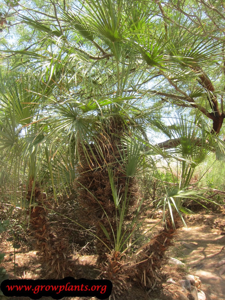 Chamaerops humilis - How to grow & care