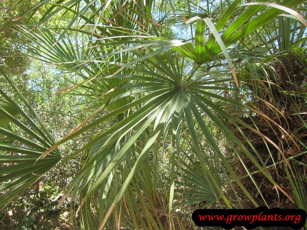 Chamaerops humilis - How to grow & care
