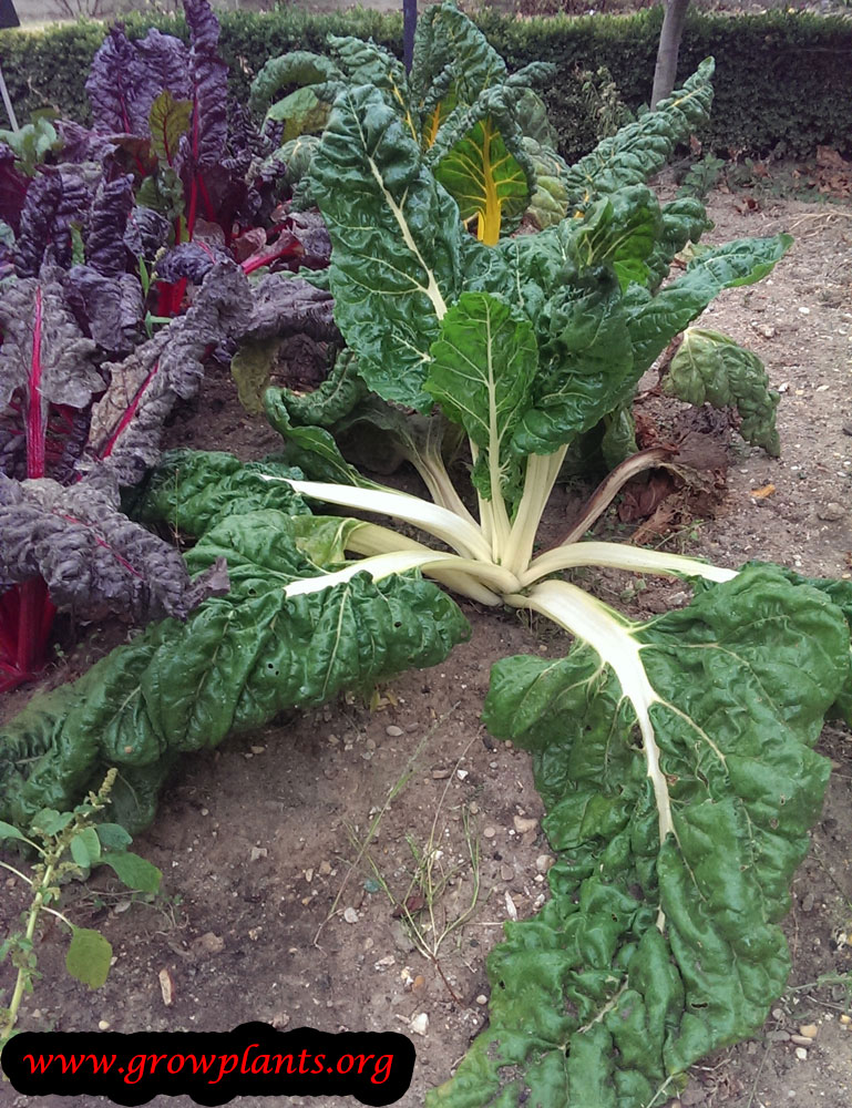 Chard plant - How to grow & care