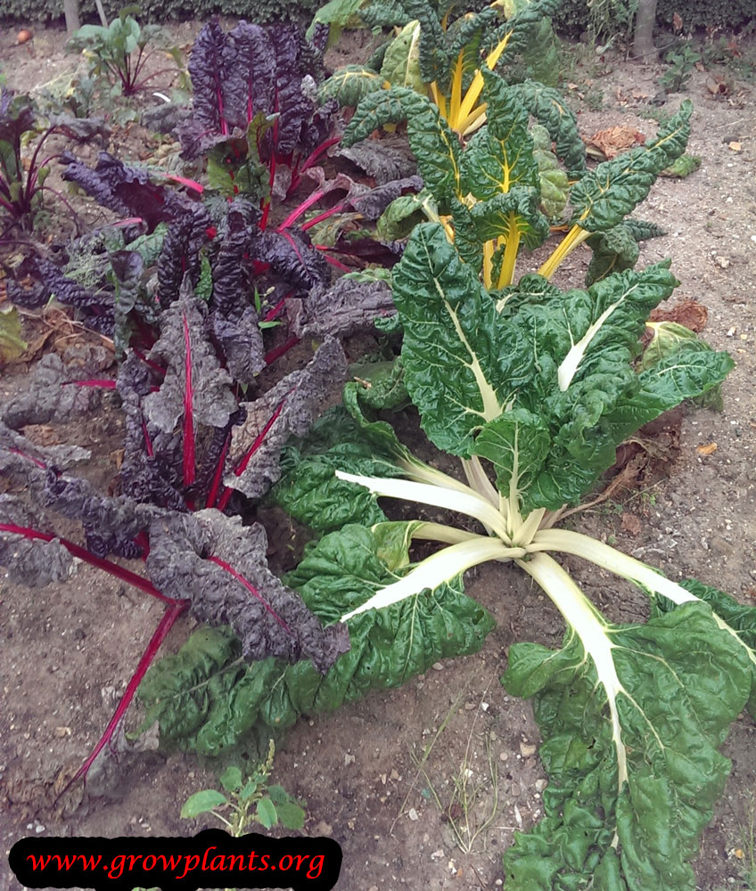 Chard plant - How to grow & care
