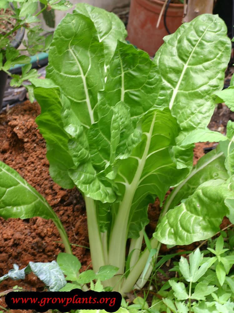 Chard plant - How to grow & care