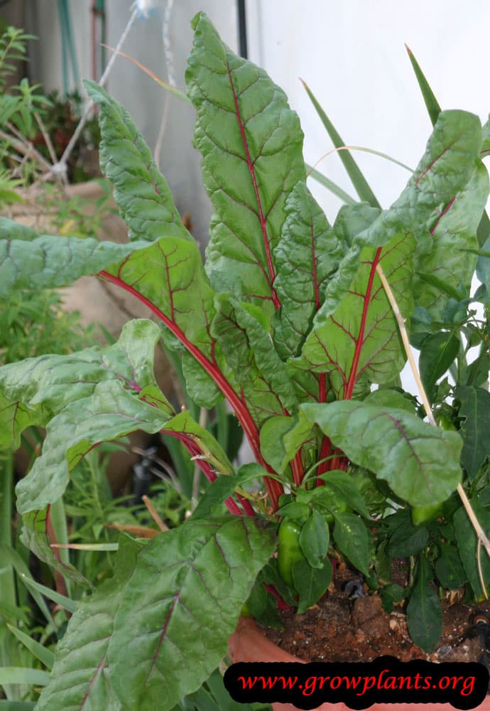 Chard plant - How to grow & care