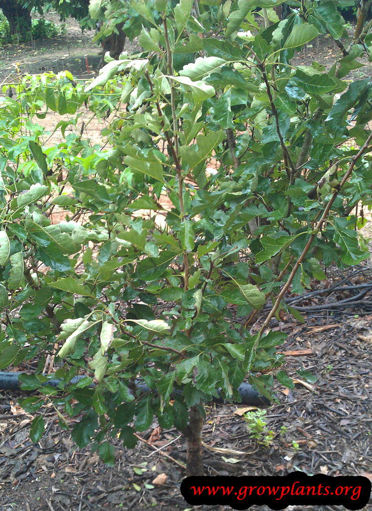 Chinese hawthorn - How to grow & care