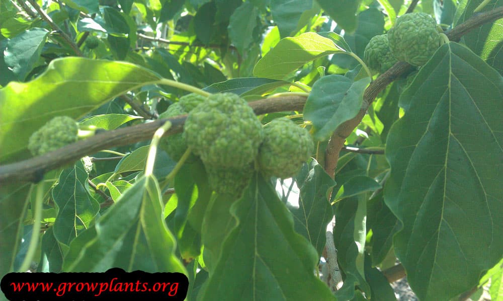 Chinese mulberry