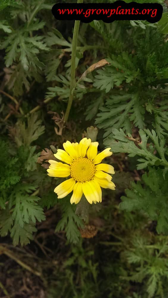 Chrysanthemum coronarium - How to grow & care