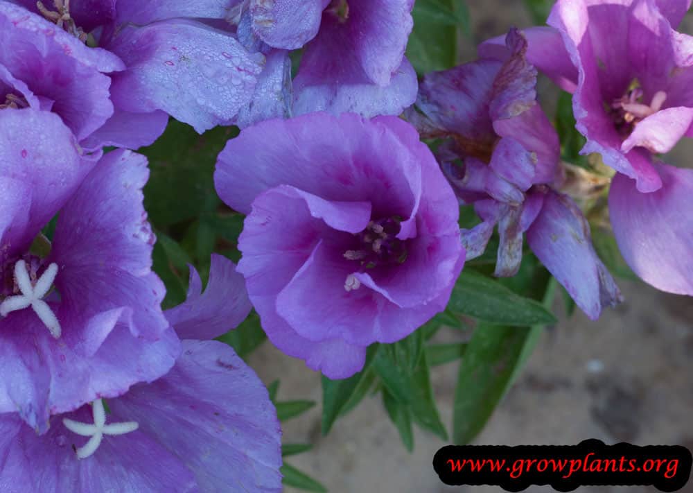 Clarkia - How to grow & care