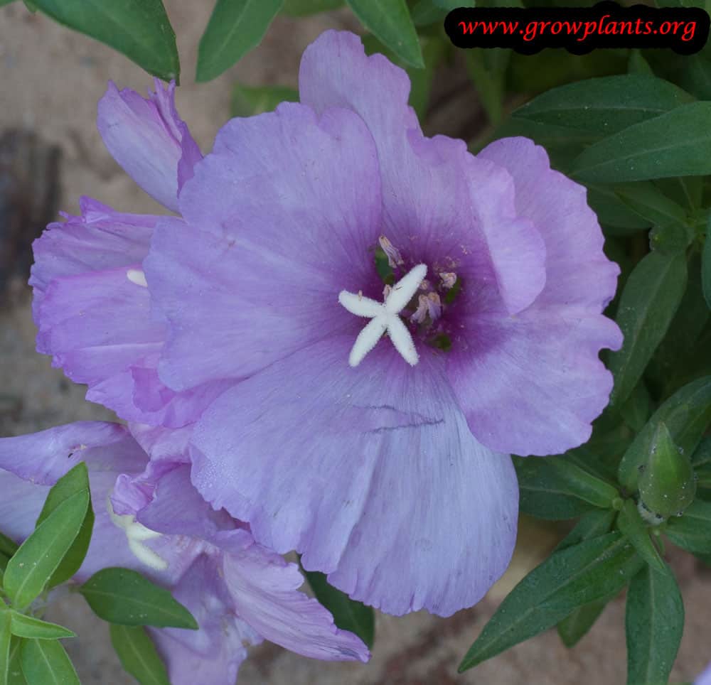 Clarkia - How to grow & care