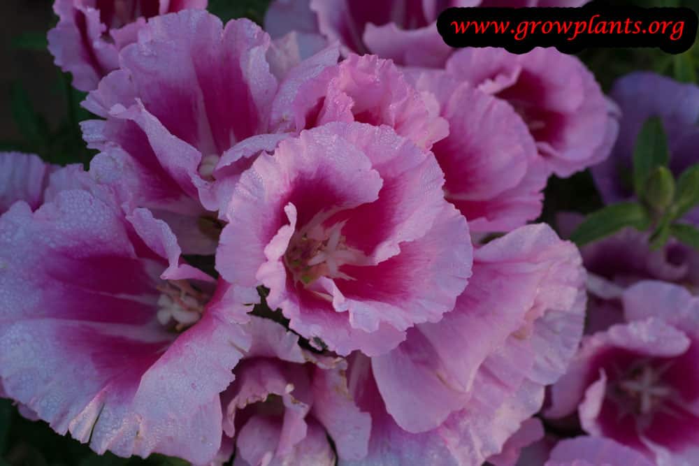 Clarkia - How to grow & care