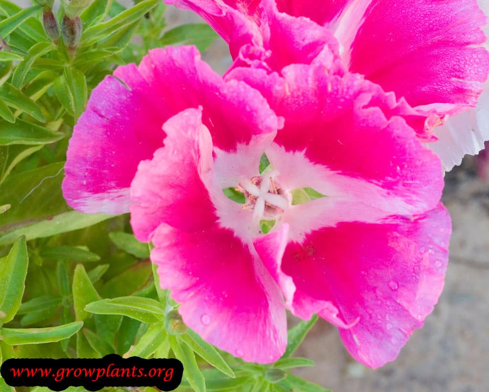 Clarkia - How to grow & care