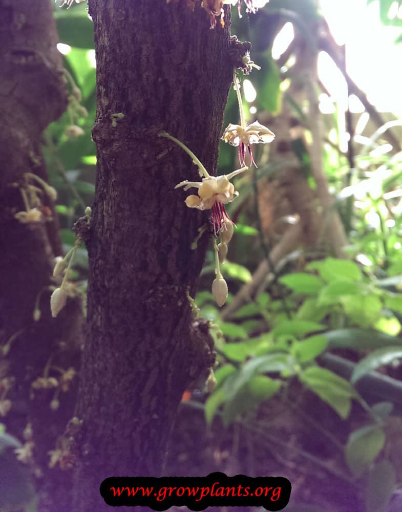 Cocoa tree - How to grow & care