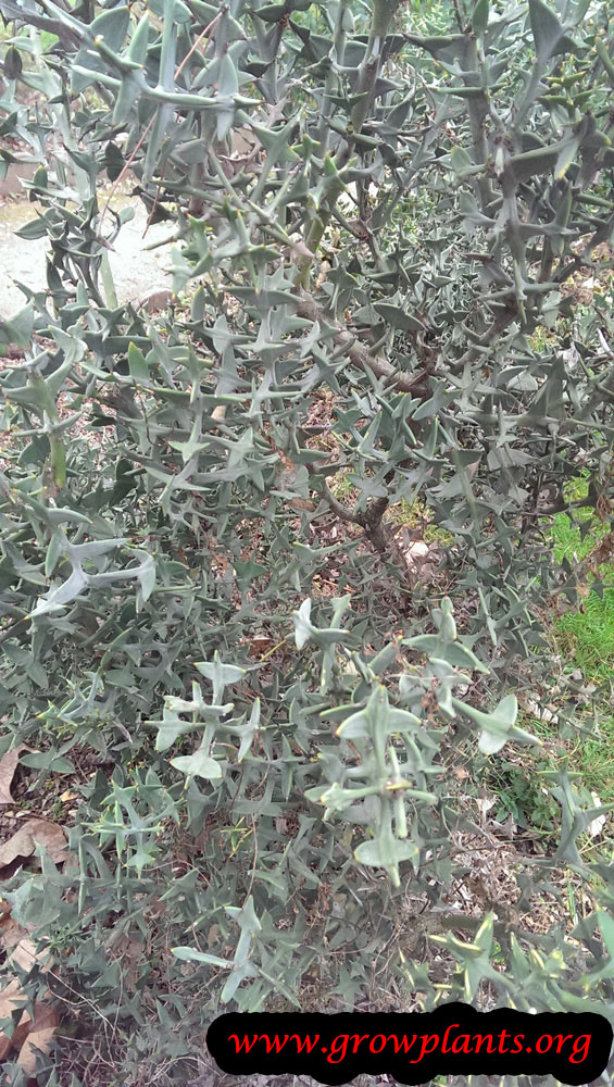 Colletia paradoxa - How to grow & care
