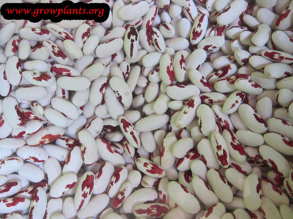 Common bean - How to grow & care
