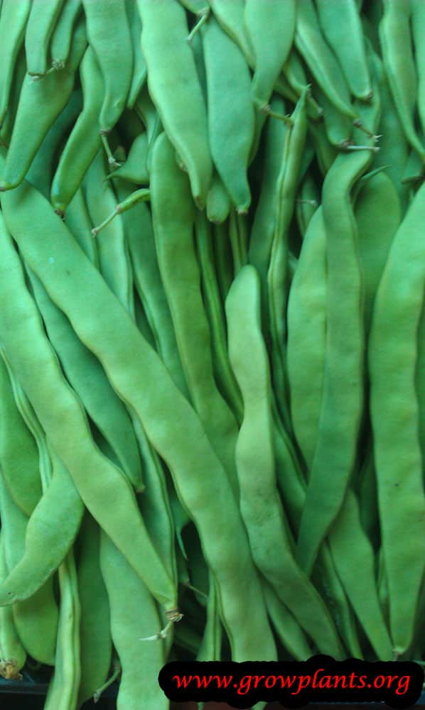 Common bean - How to grow & care