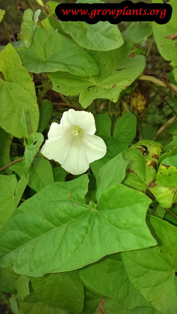 Convolvulus arvensis - How to grow & care