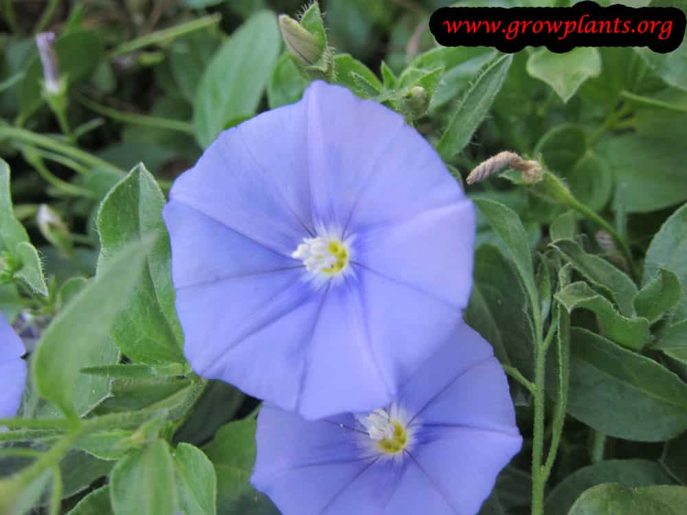 Convolvulus mauritanicus - How to grow & care
