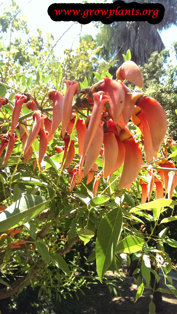 Coral tree - How to grow & care