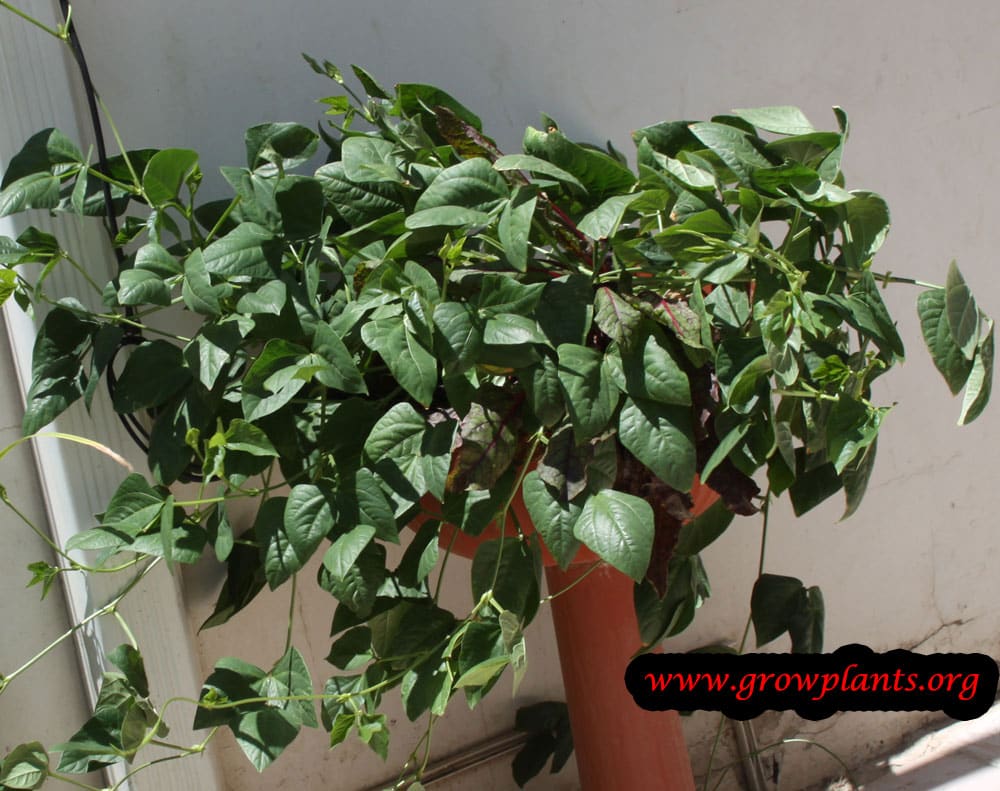 Cowpea - How to grow & care