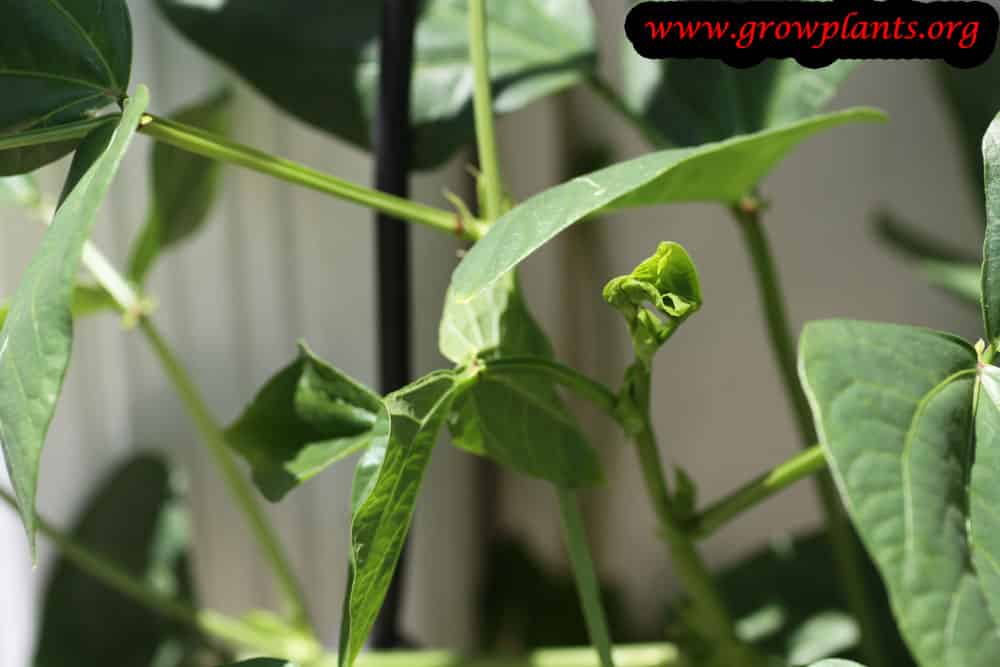 Cowpea - How to grow & care